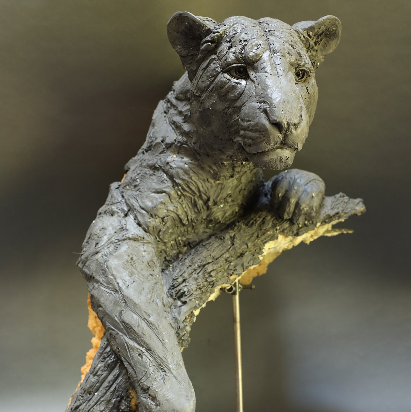 Leopard in Tree - Winterburn Fine Art